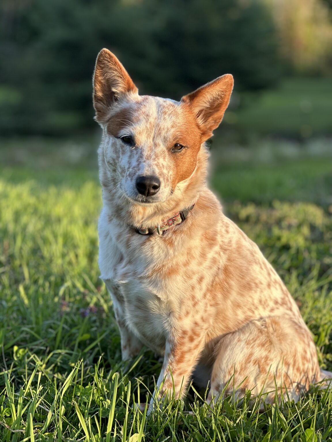 Home - https://troyvetclinic.com/